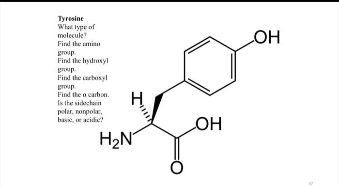 SOLVED: Tyrosine - What type of molecule? Find the amino group. Find ...