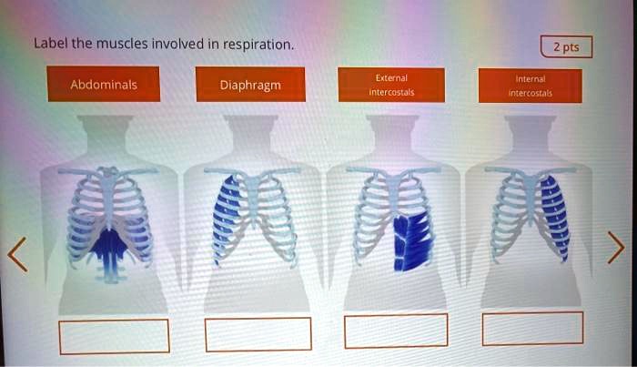 SOLVED: Label the muscles involved in respiration: - External ...