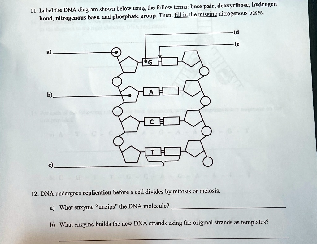 11 label the dna diagram shown below using the follow terms base pair ...