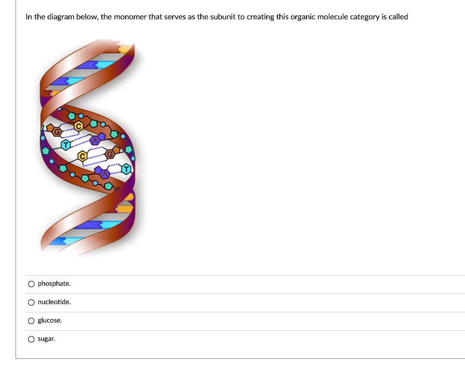 in the diagram below the monomer that serves as the subunit to creating ...