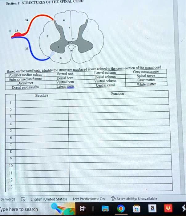 Section 1: STRUCTURES OF THE SPINAL CORD 13 12 11 Based on the word ...