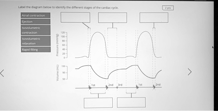 SOLVED: Text: Label the diagram below to identify the different stages ...