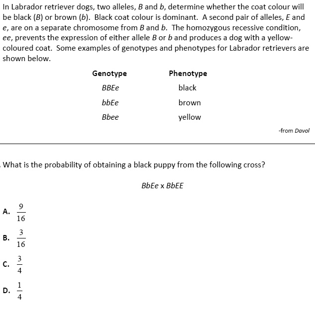 In Labrador retriever dogs, two alleles, B and b, determine whether the ...