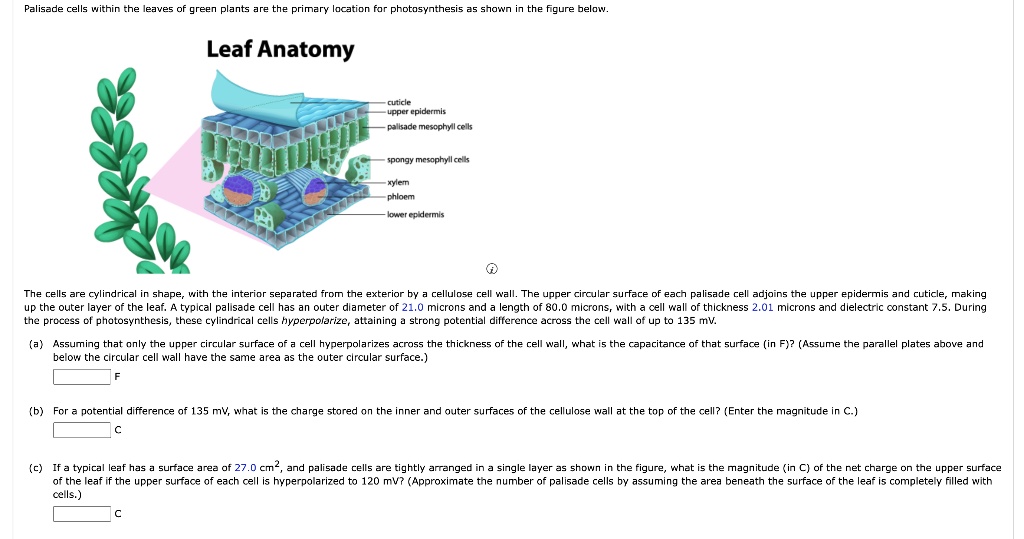 SOLVED: Palisade cells within the leaves of green plants are the ...
