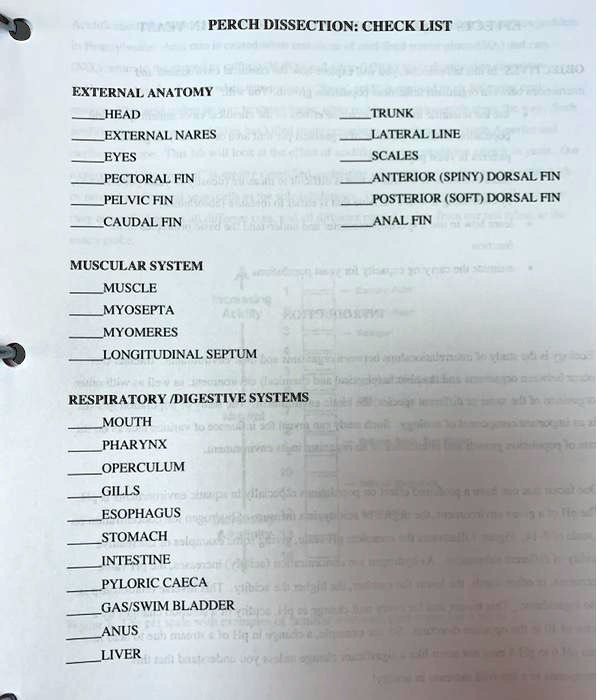 SOLVED: PERCH DISSECTION: CHECKLIST EXTERNAL ANATOMY - HEAD - EXTERNAL ...