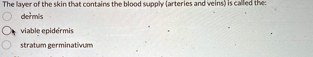 the layer of the skin that contains the blood supply arteries and veins ...