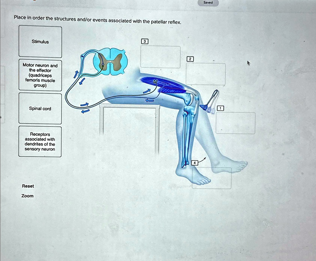 SOLVED: Place in order the structures and/or events associated with the ...