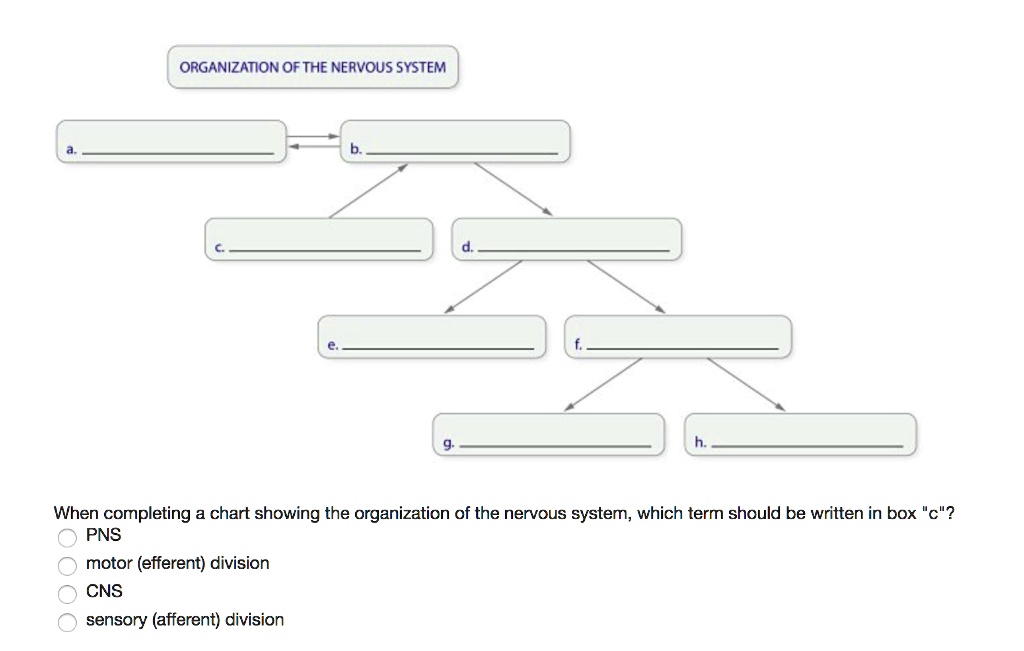 SOLVED: ORGANIZATION OF THE NERVOUS SYSTEM When completing a chart ...