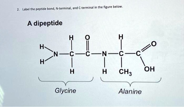 SOLVED:Label the peptide bond, N-terminal, and C-terminal in the figure below: AX dipeptide H OH ...