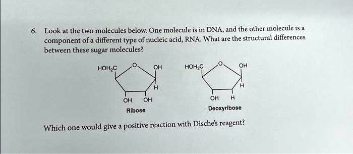 6. Look at the two molecules below. One molecule is in DNA, and the ...