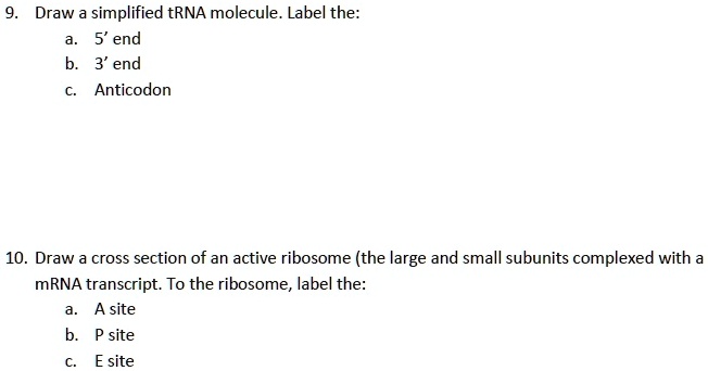 Draw simplified tRNA molecule. Label the: 5' end… - SolvedLib