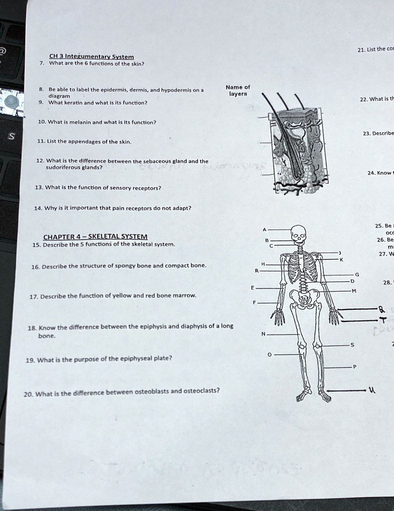help plz 21 lst the co cha integumentary systcm what are the tunctions ...