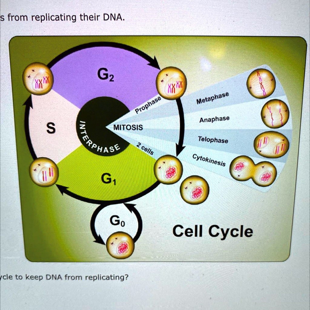 s from replicating their DNA. S G2 Prophase MITOSIS 2 cells XX ...