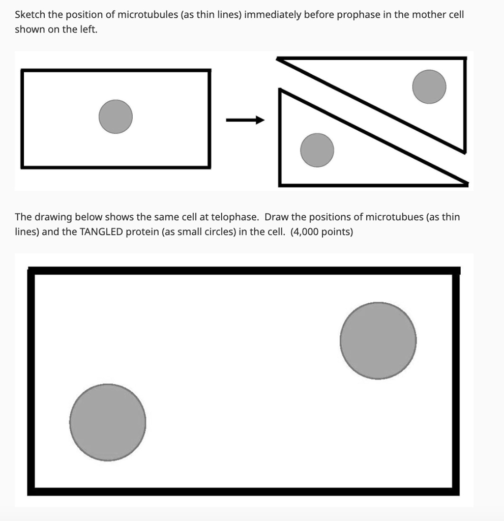 Sketch the position of microtubules (as thin lines) immediately before ...