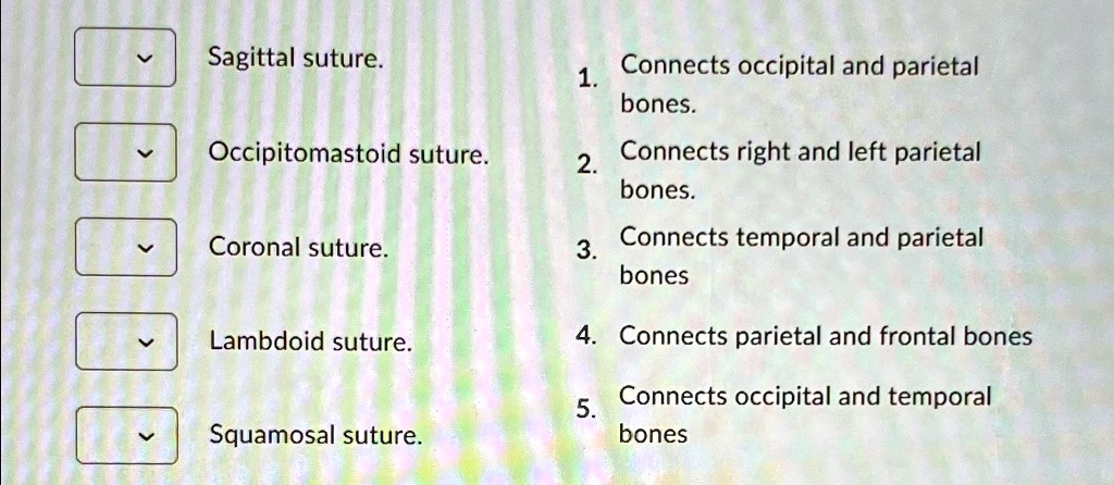 Sagittal suture. 1. Connects occipital and parietal bones ...
