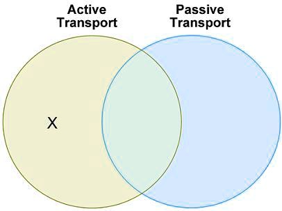 SOLVED: 'Ahmed makes a Venn diagram to compare active transport and passive transport across the ...