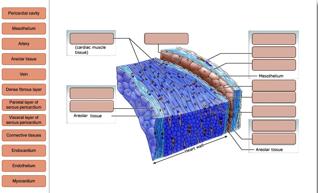 Pericardial cavity Mesothelium Artery (cardiac muscle tissue) Areolar ...