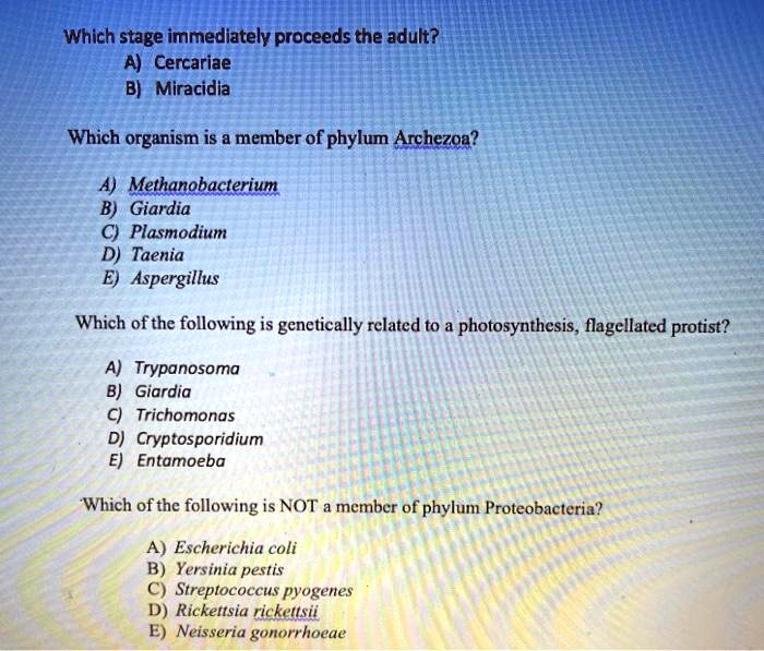 SOLVED: Which stage immediately precedes the adult? Cercariae Miracidia ...