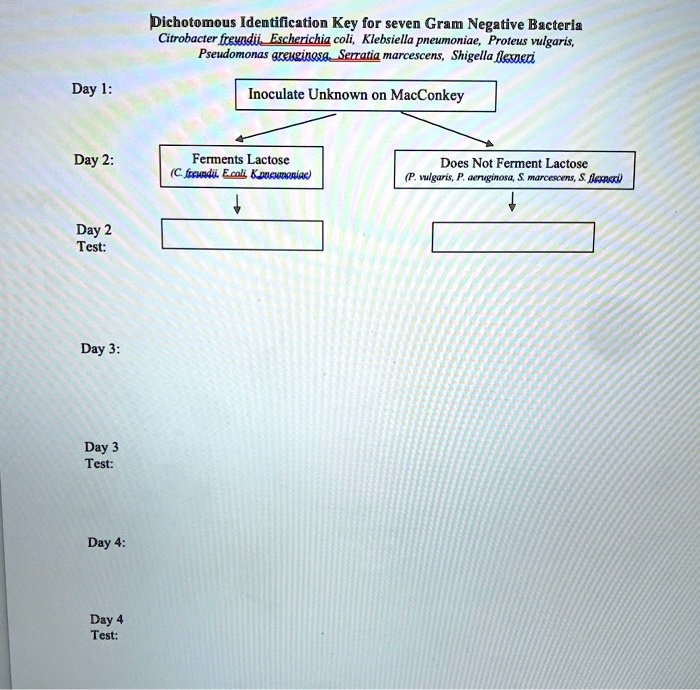 dichotomous identification key for seven gram negative bacteria ...