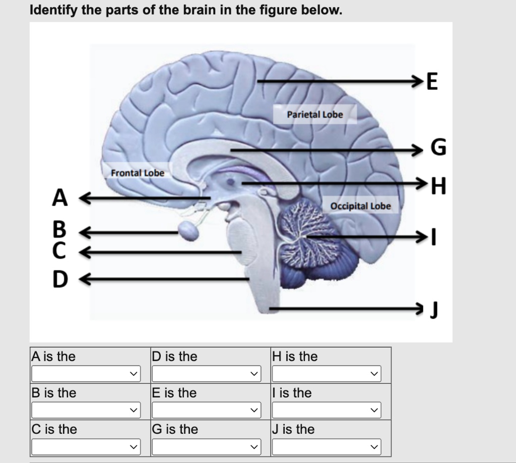 SOLVED: Identify the parts of the brain in the figure below. A is the ...