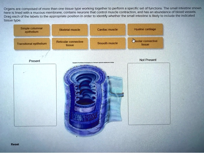 Organs are composed of more than one tissue type working together to ...