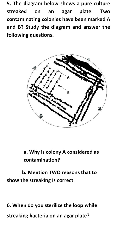 5 the diagram below shows a pure culture streaked on an agar plate two ...