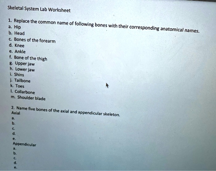 SOLVED: Skeletal System Lab Worksheet Replace the common name of Hip following bones with their ...