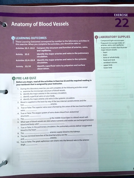 exercise 22 anatomy of blood vessels learning outcomes slaboratory ...