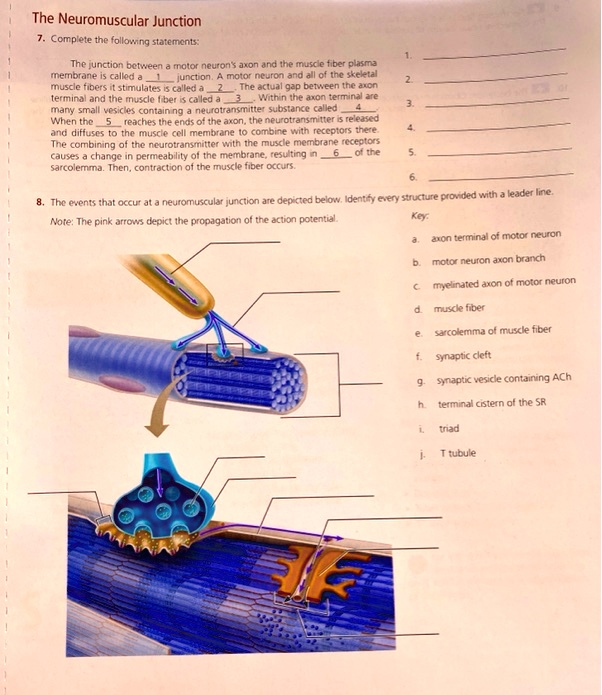 SOLVED: The Neuromuscular Junction Complete the following statements: 1 ...