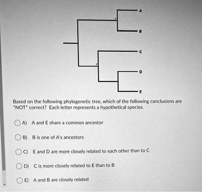 based on the following phylogenetic treewhich of the following conclusions are notcorrecteach ...