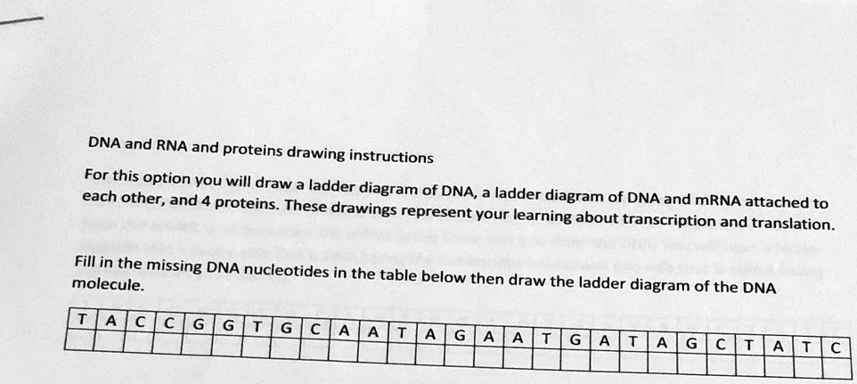 DNA and RNA and proteins drawing instructions For this option you will ...