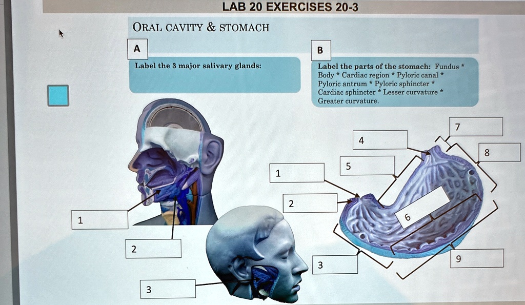 lab 20 exercises 20 3 oral cavity stomach a label the 3 major salivary ...