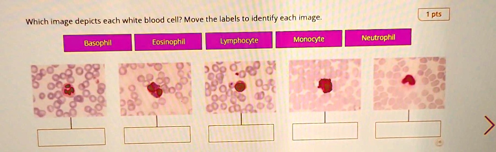 SOLVED: 1 pts Which image depicts each white blood cell? Move the ...