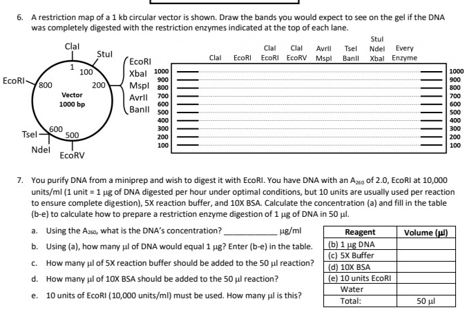 SOLVED: restriction map of a kb circular vector is shown. Draw the bands vou would expect to see ...