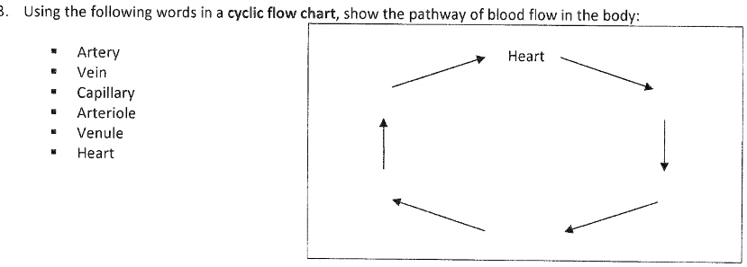 Using the following words in a cyclic flow chart, show the pathway of ...