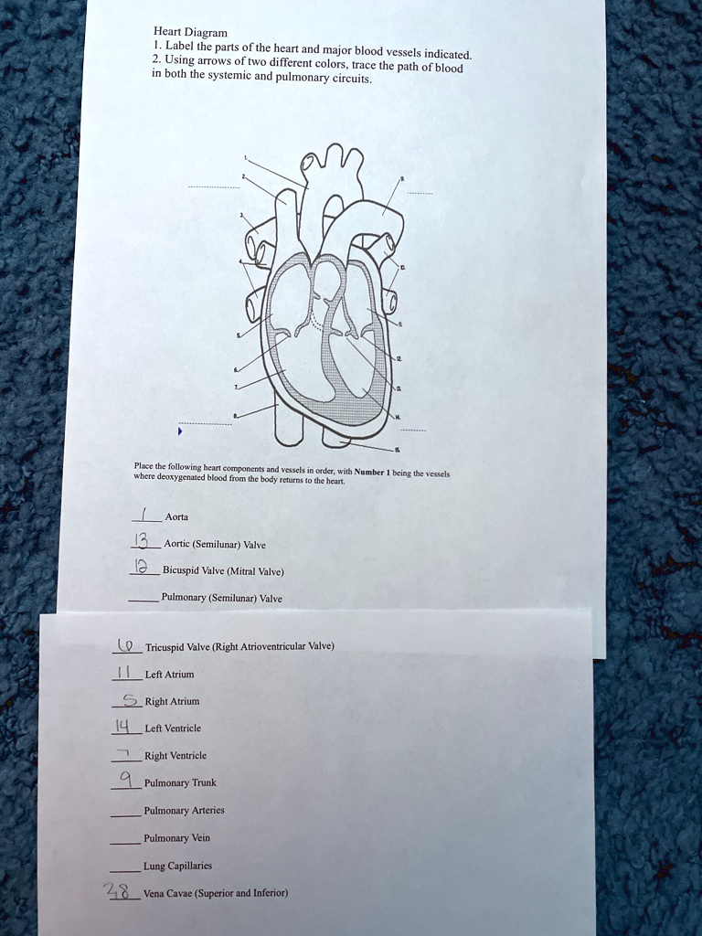 heart diagram label the parts of the heart and major blood vessels 2 ...