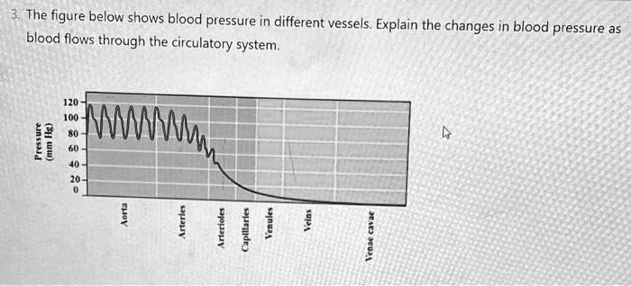 the figure below shows blood pressure in different vessels explain the ...