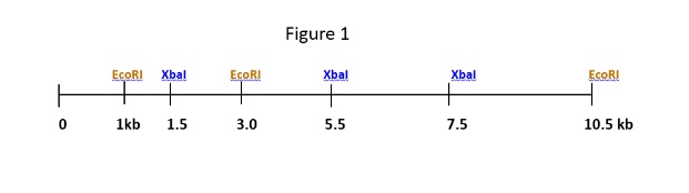 SOLVED: Restriction map: DNA (10.5 kb) was digested by EcoRI; XbaI and EcoRI + XbaI enzymes. The ...