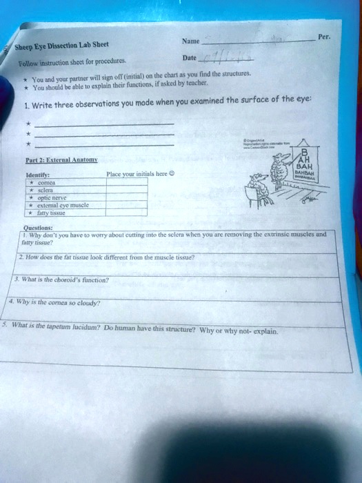 Name: Per: Sheep Eye Dissection Lab Sheet Follow instructions carefully ...