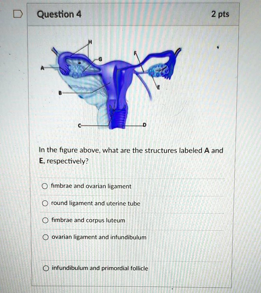 Question 4 2 pts In the figure above, what are the structures labeled A ...