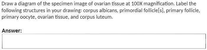 SOLVED: Draw a diagram of the specimen image of ovarian tissue at 100X ...