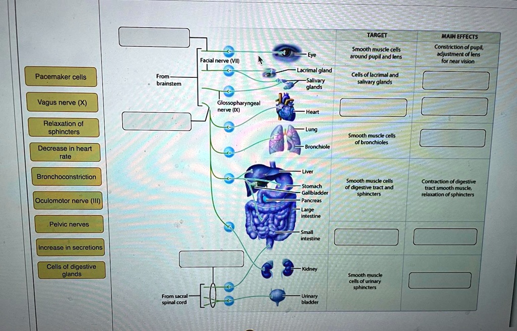 SOLVED: TARGET MAIN EFFECTS: Constriction of pupil, adjustment of lens ...