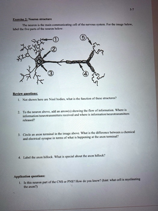 SOLVED: Exercise 2: Neuron Structure The neuron is the main ...