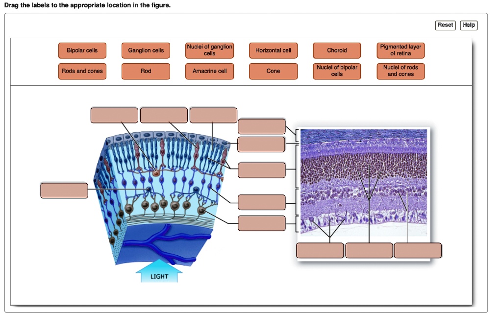 drag the labels to the appropriate location in the figure reset help ...