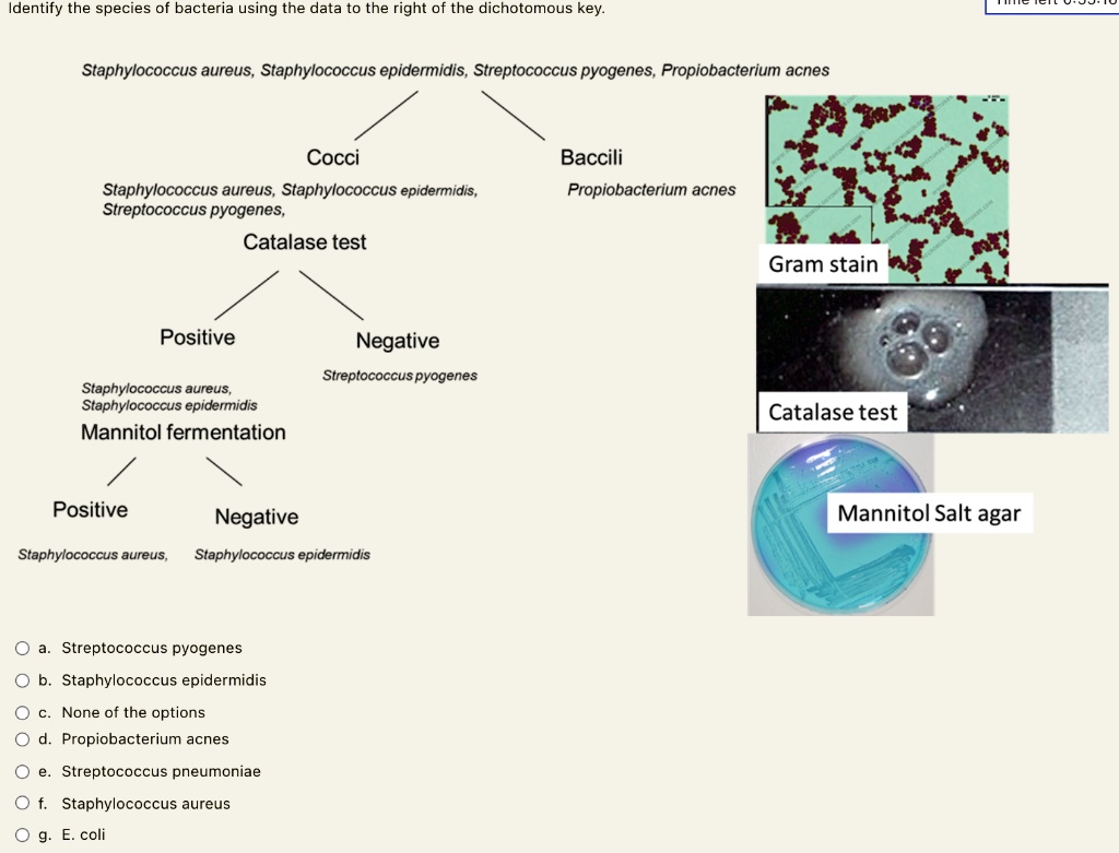 identify the species of bacteria using the data the right of the dichotomous key staphylococcus ...