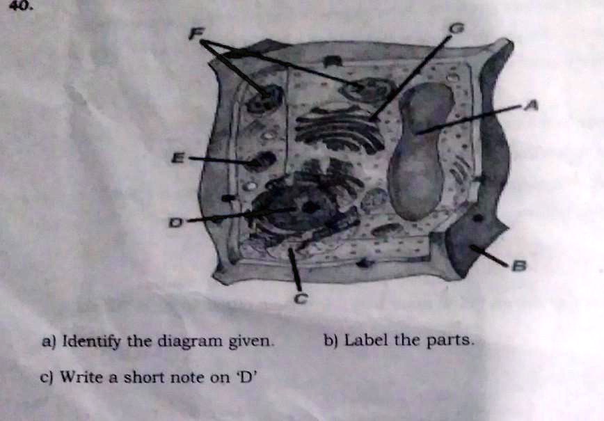 SOLVED: 'A. identify the diagram givenB. label the parts C. write a ...