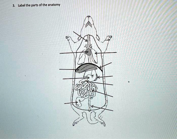 SOLVED: 3.Label the parts of the anatomy