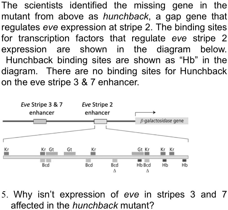 SOLVED: The scientists identified the missing gene in the mutant from above as hunchback, a gap ...