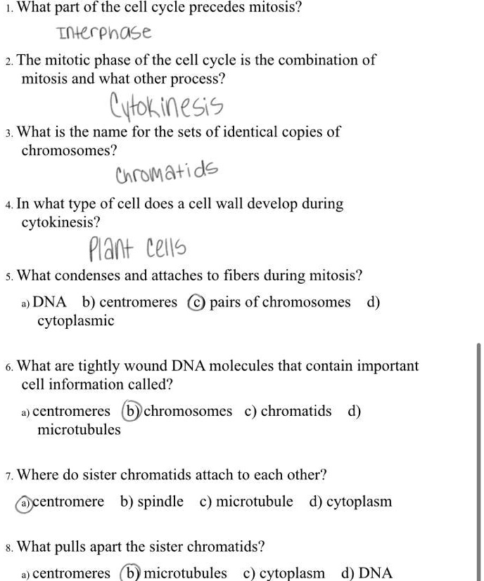 1. What part of the cell cycle precedes mitosis? Interphase 2. The ...