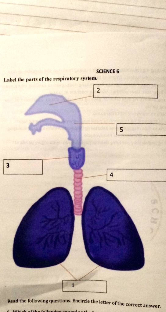 SCIENCE 6 Label the parts of the respiratory system. 2 3 5 4 1 Read the ...